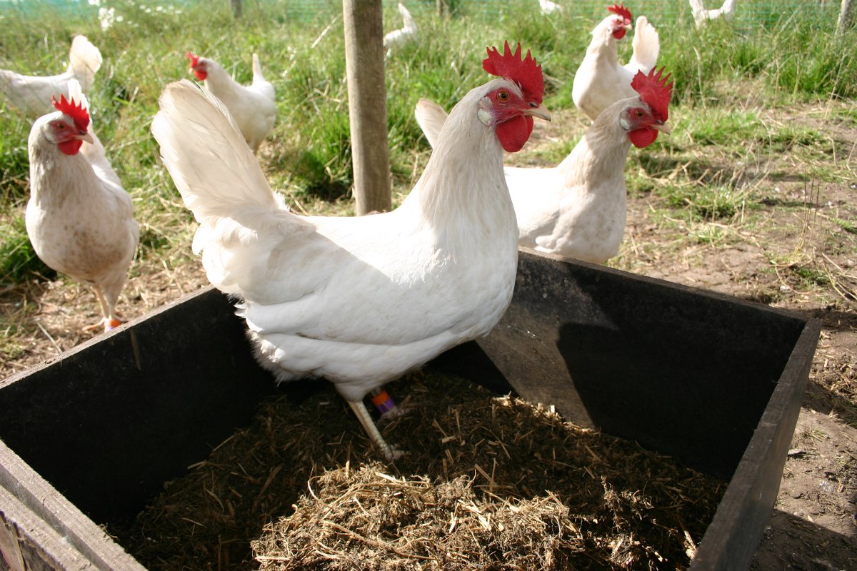Maggots are a good source of protein for organic poultry