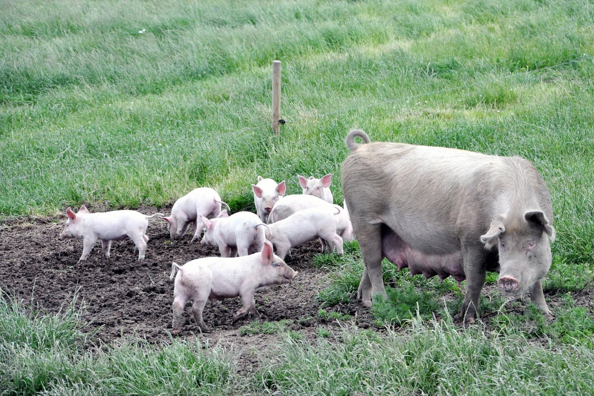 Parasitic worms – a challenge in organic pig production