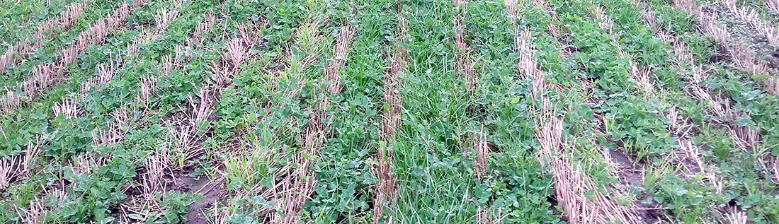 Legume-based cover crops benefit crop yield and reduce nitrate leaching